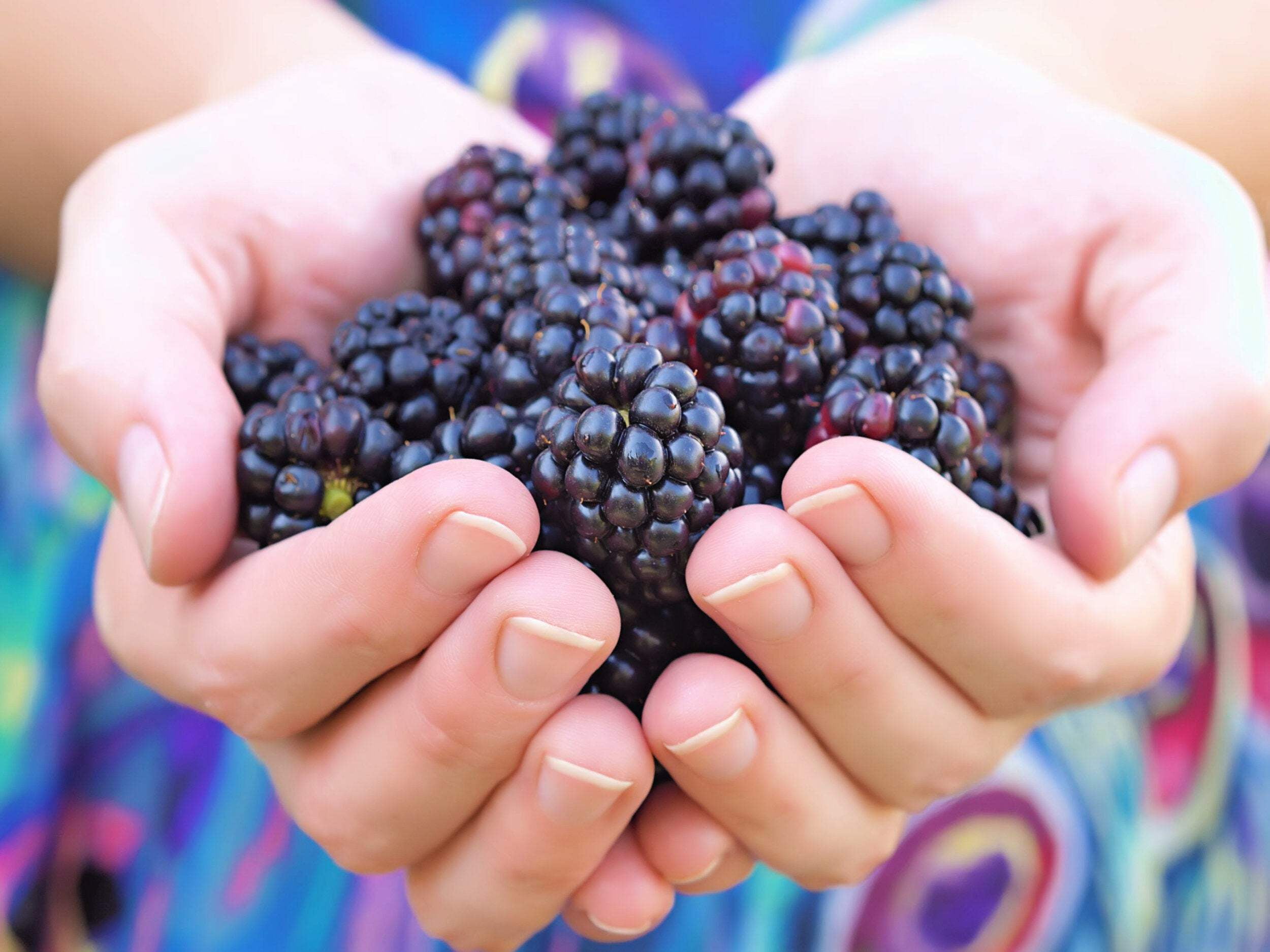 50 WHITEBARK Black RASPBERRY Seeds, Western Blackcap Rubus Leucodermis ...