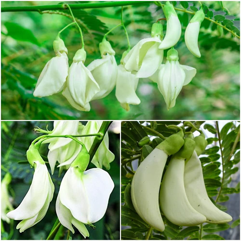 50 Seeds White TWE5 Hummingbird Tree Sesban Agasta, Agati, Sesbania ...