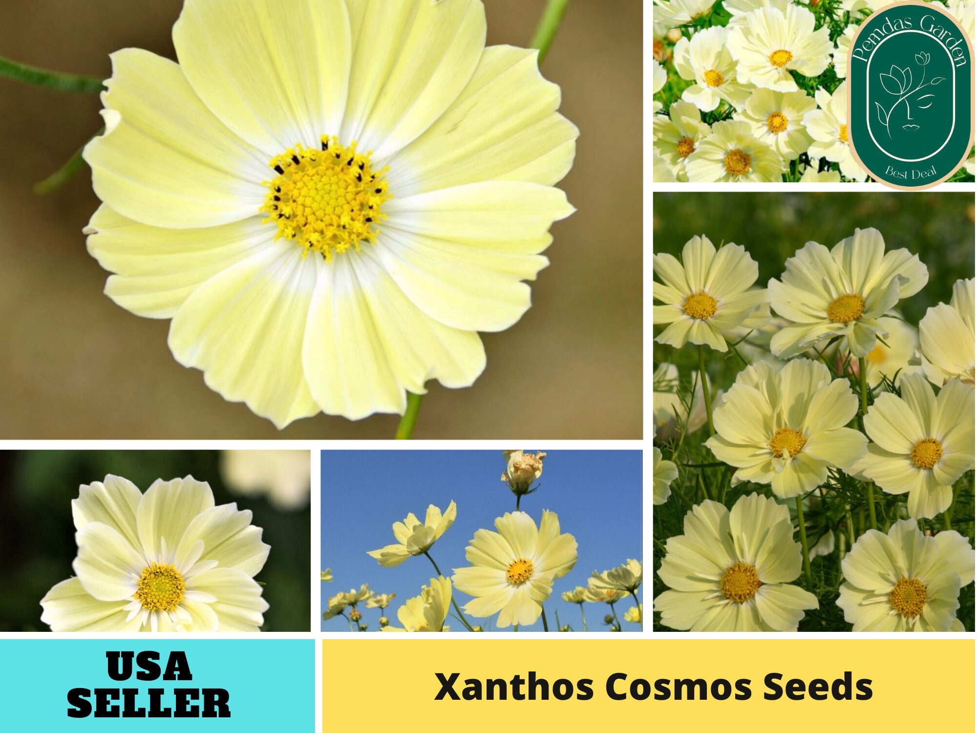50+ Seeds| Xanthos Cosmos ~ Authentic Seeds ~ GMO Free ~ Seeds~Flower ...