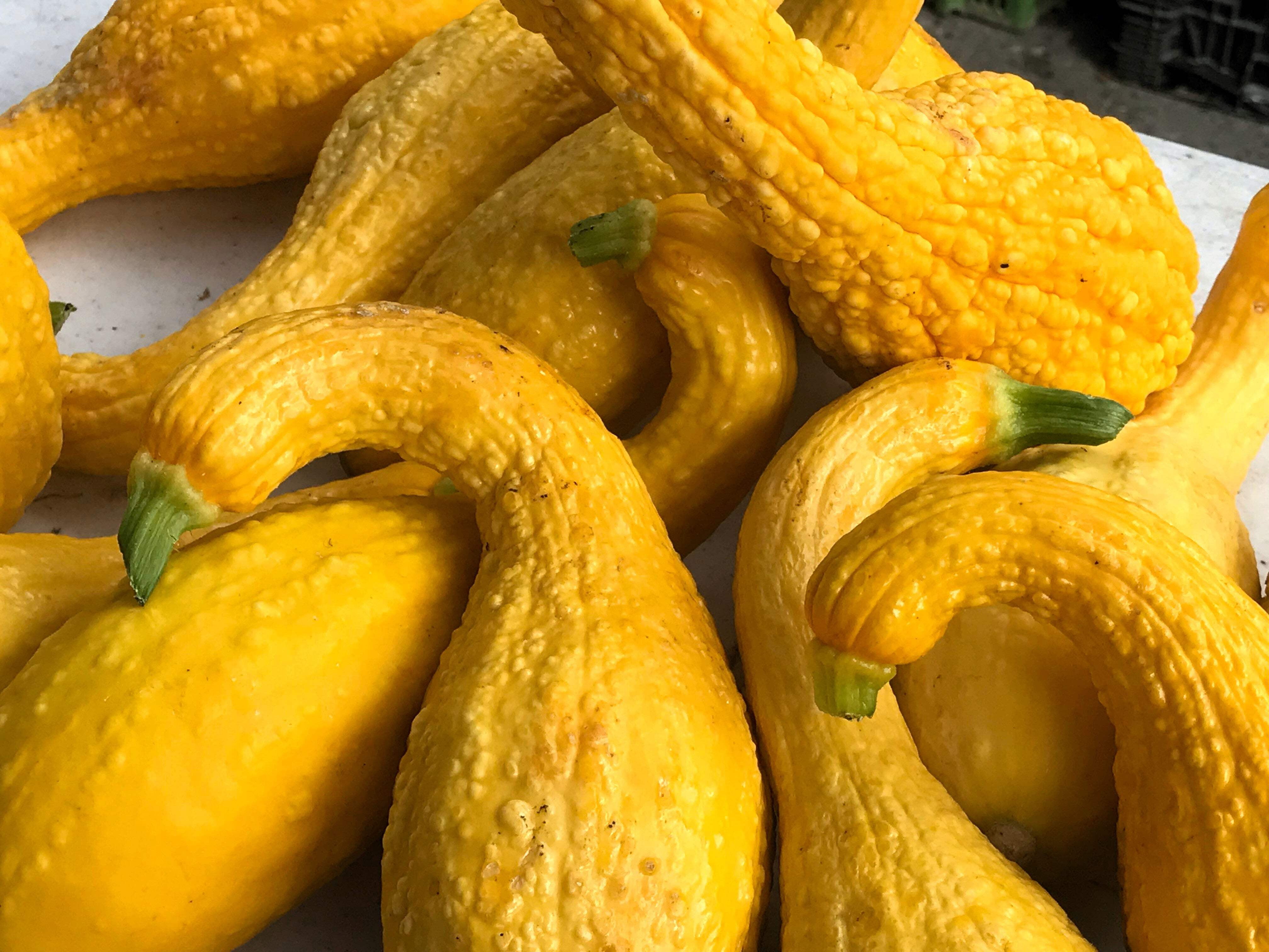 50 Seeds YELLOW CROOKNECK SQUASH Summer Cucurbita Pepo Crooked Neck ...