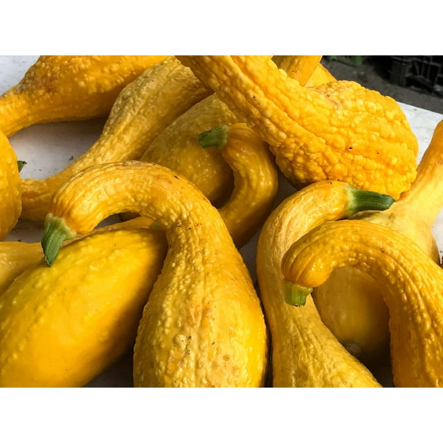 50 Seeds YELLOW CROOKNECK SQUASH Summer Cucurbita Pepo Crooked Neck ...