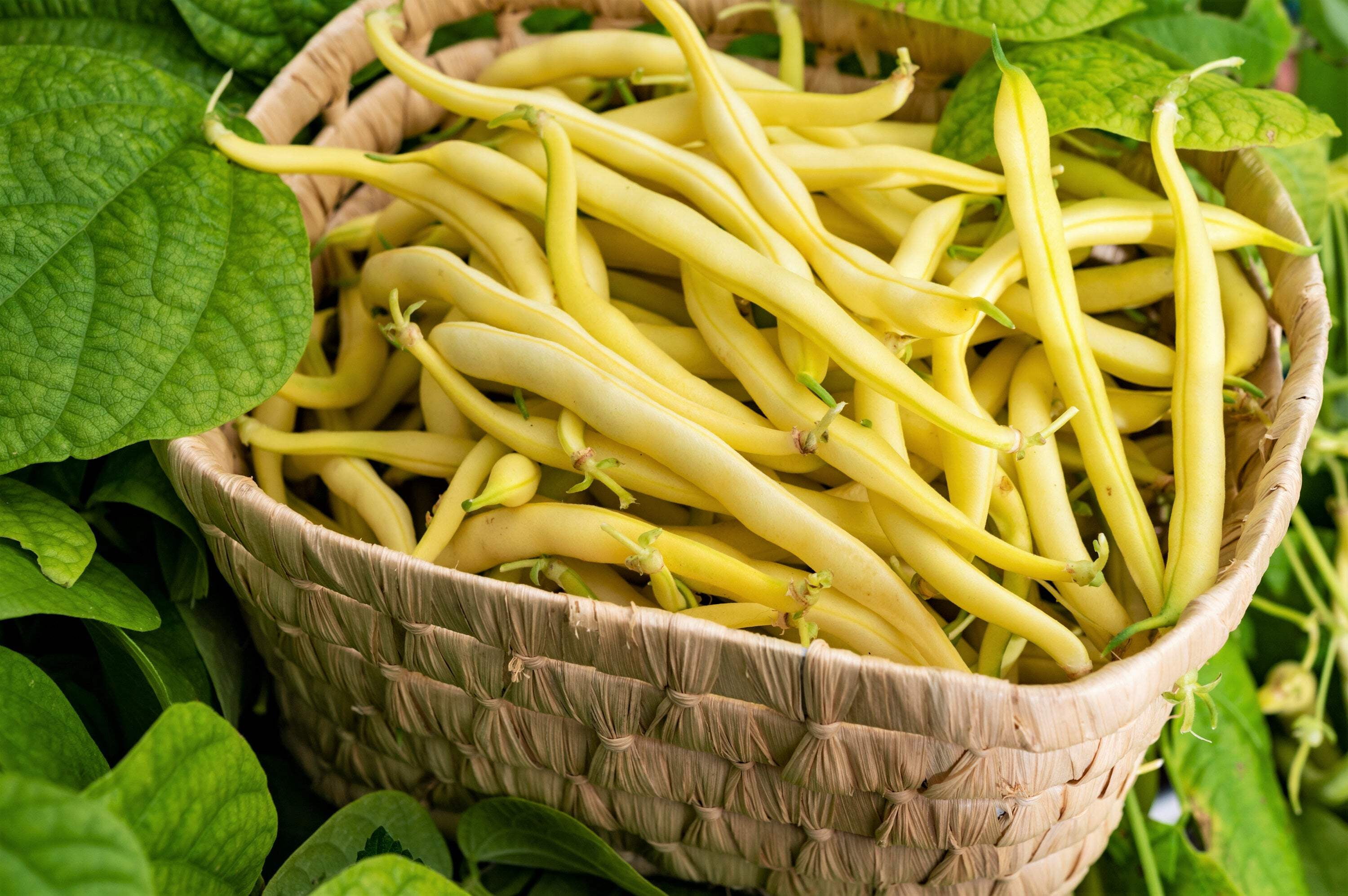 50 Seeds Yellow CHEROKEE WAX BEAN Bush, Aas Winner, Long Garden Plant ...