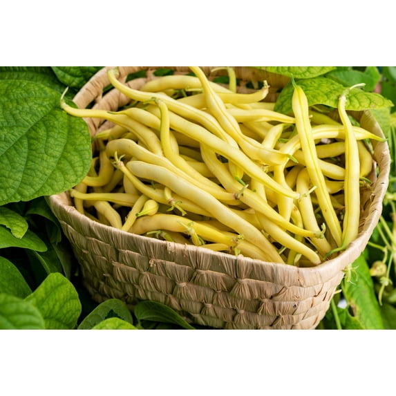 50 Seeds Yellow CHEROKEE WAX BEAN Bush, Aas Winner, Long Garden Plant ...