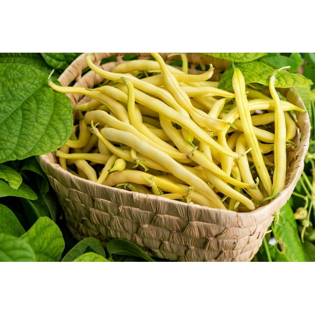 50 Seeds Yellow CHEROKEE WAX BEAN Bush, Aas Winner, Long Garden Plant ...