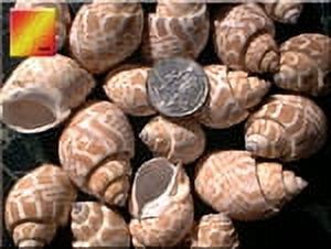 50 Select Small Babylonia Spirata Shells Seashells 1" - 1 1/2 ...