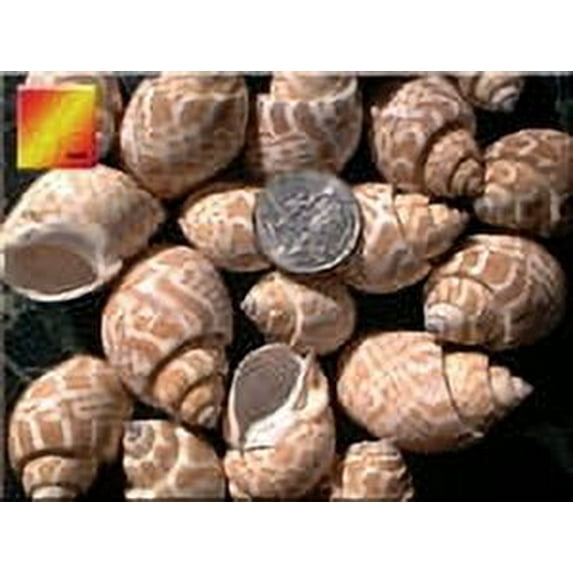 50 Select Small Babylonia Spirata Shells Seashells 1" - 1 1/2" Shellcraft Beach Crafts Nautical ...