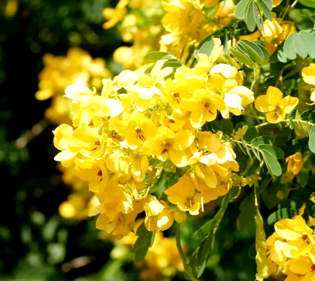50 Senna Surattensis Seeds Cassia Glauca Senna sulfurea Glossy Shower ...