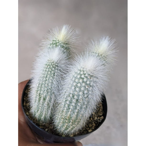50 Silver Torch Cactus Seeds - Cleistocactus strausii Cacti Seeds ...