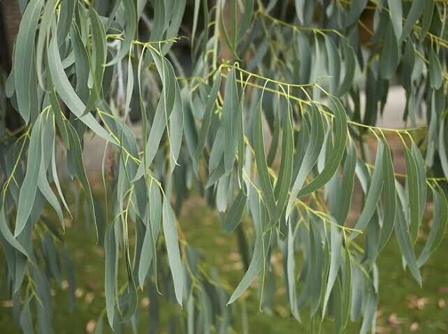 50 Spinning Gum Eucalyptus Seeds Tree Flower Perennial Flowers Seed ...