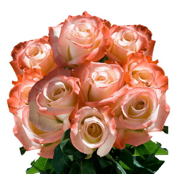 Fresh Flowers in All Flowers - Walmart.com