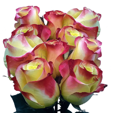 75 Stems of Assorted Roses- Beautiful Fresh Cut Flowers- Express ...