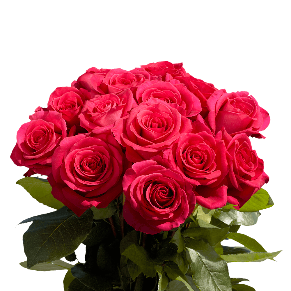 Hot Pink Roses Gift - Farm Direct Fresh Cut Flowers - 24 Stems - by ...