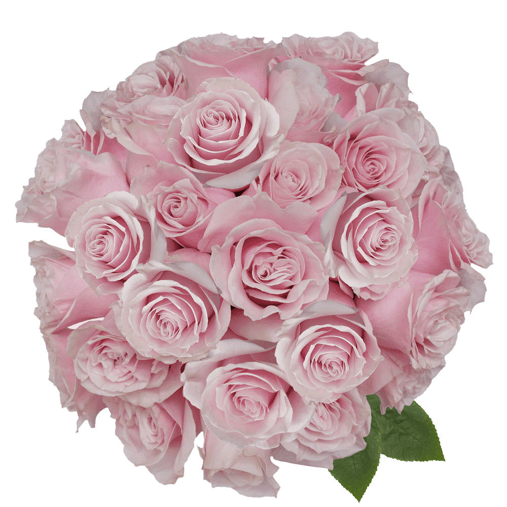 Globalrose, Light Pink Cream Mondial Roses, 50 Stems, Fresh Cut Flowers ...