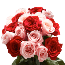 Blue Fairy Roses - 50 cm - Fresh Cut Flowers - 50 Stems - by ...