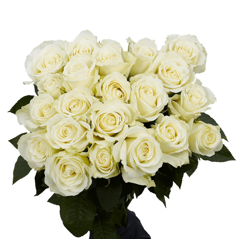 Fresh-Cut Solid Roses Flower Bunch, Minimum of 12 Stems, Colors Vary ...