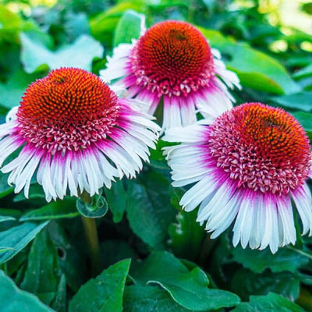 50 Strawberry & Cream Coneflower Seeds Echinacea Flower Perennial ...