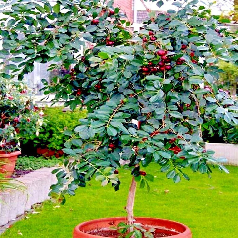 50 Strawberry Guava Tree Seeds (Psidium cattleianum) Edible Garden ...