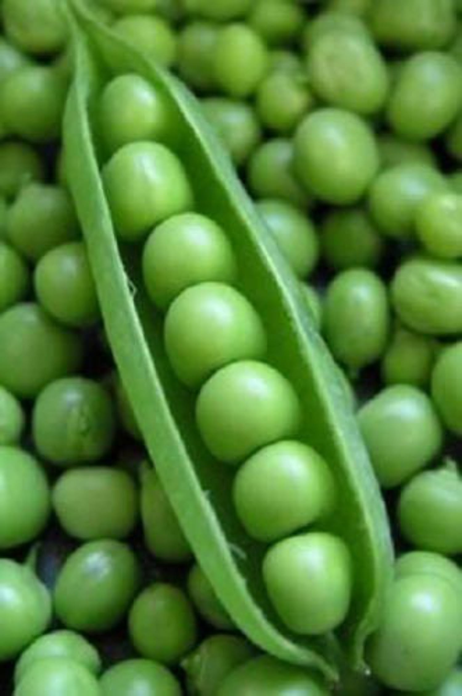 50 Super SUGAR SNAP PEA Pisum Sativum Macrocarpon Vegetable Seeds ...