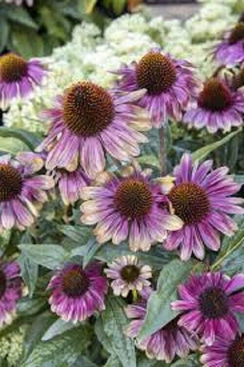 50 Sweet Sandia Coneflower Seeds Echinacea Flower Perennial Flowers ...