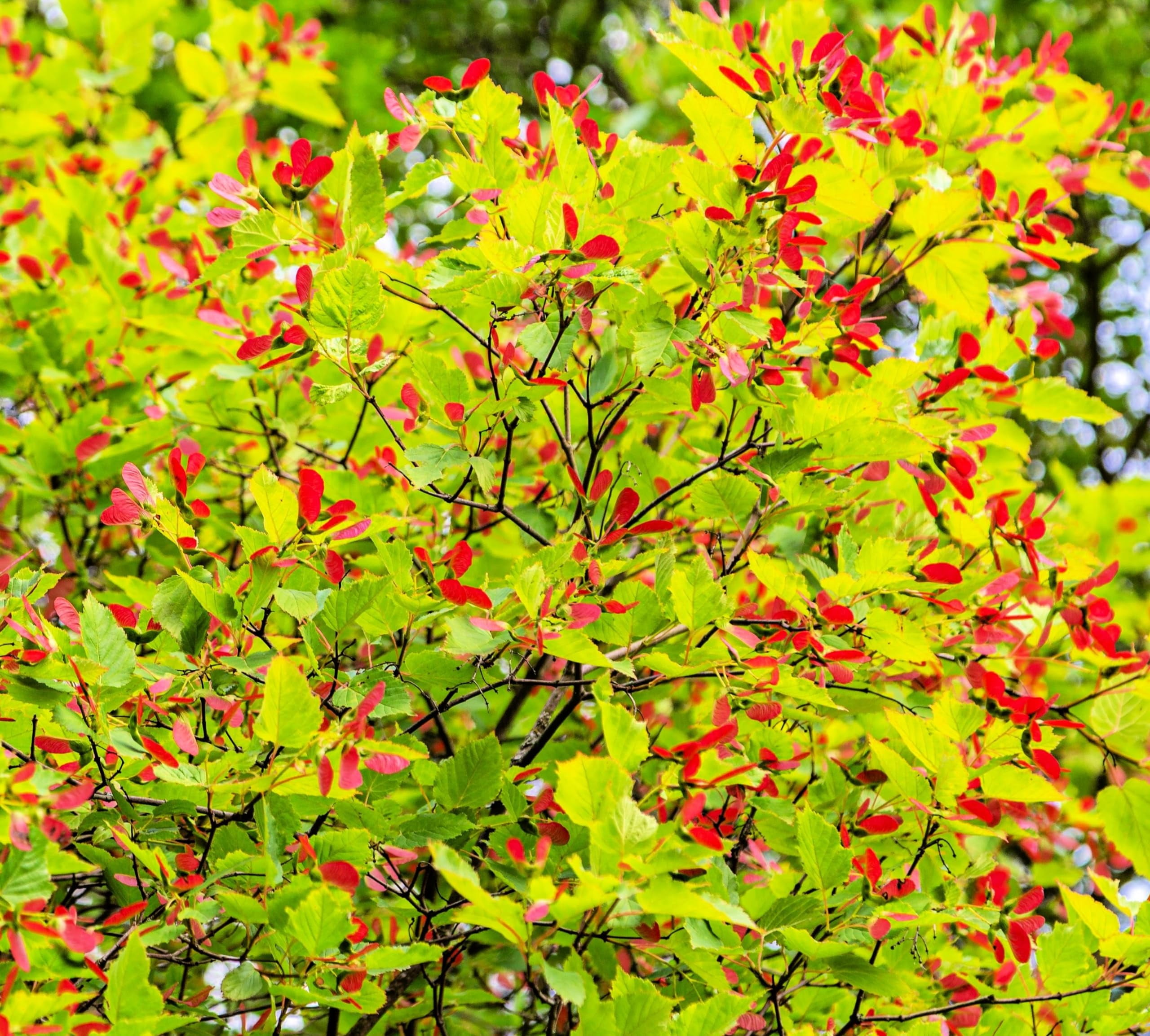 50 Tartar Maple Tree Seeds for Planting - Stunning Color - Walmart.com