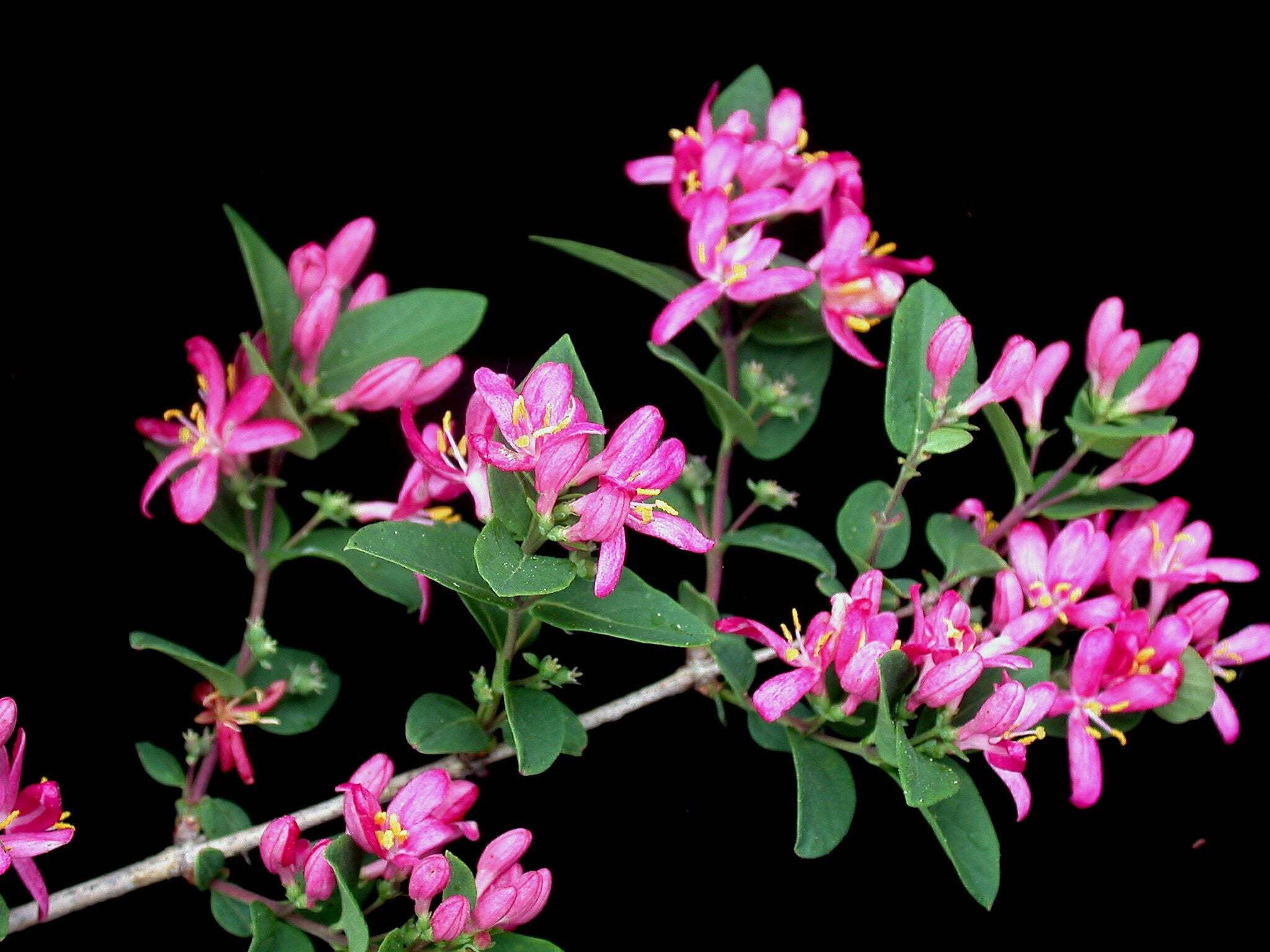 50 Tatarian Asian HONEYSUCKLE Lonicera Tatarica Pink Flower Shrub Bush ...