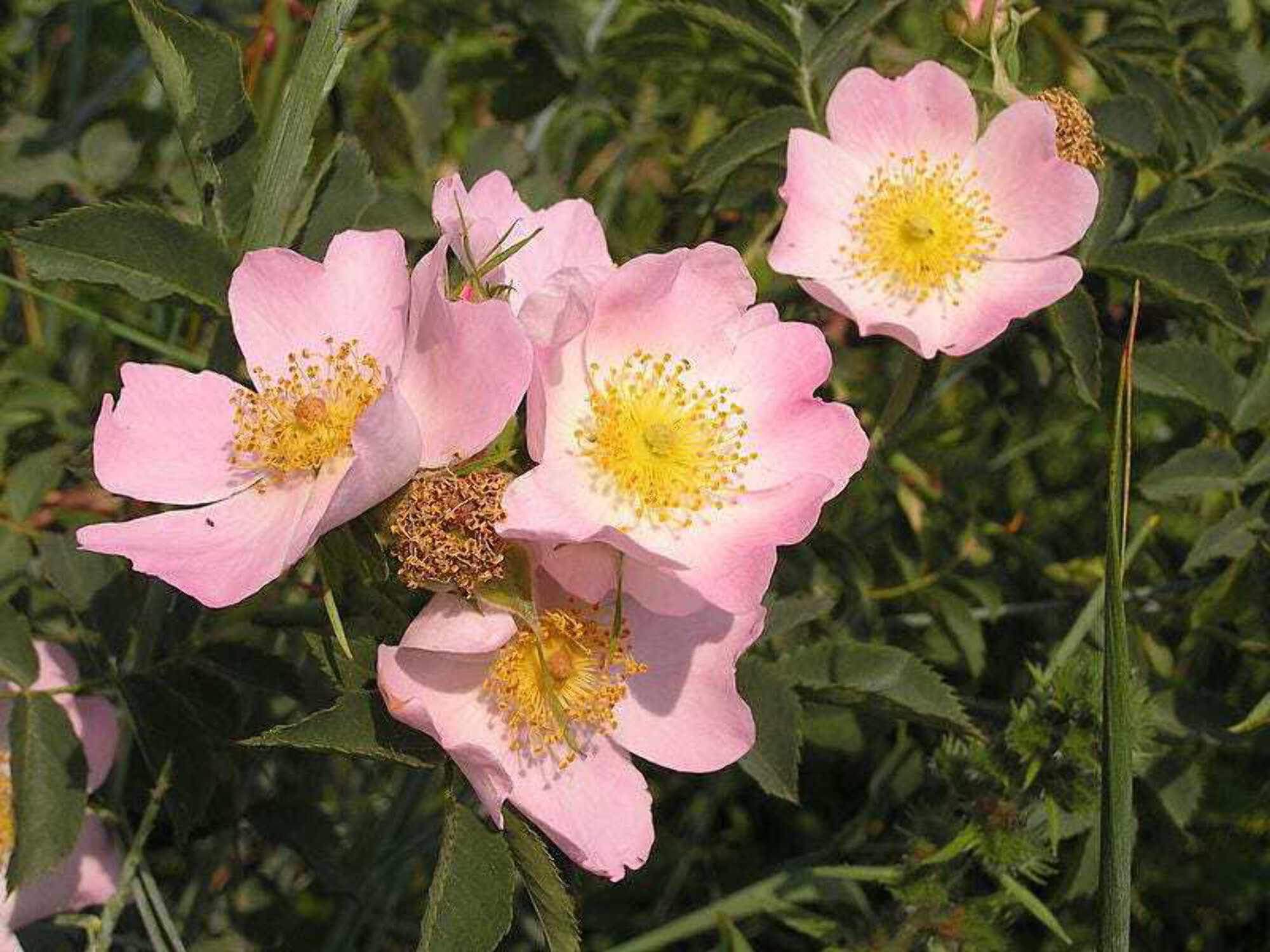 50 Thornless Pink DOG BRIER ROSE Bush Rosa Canina Inermis Victory ...