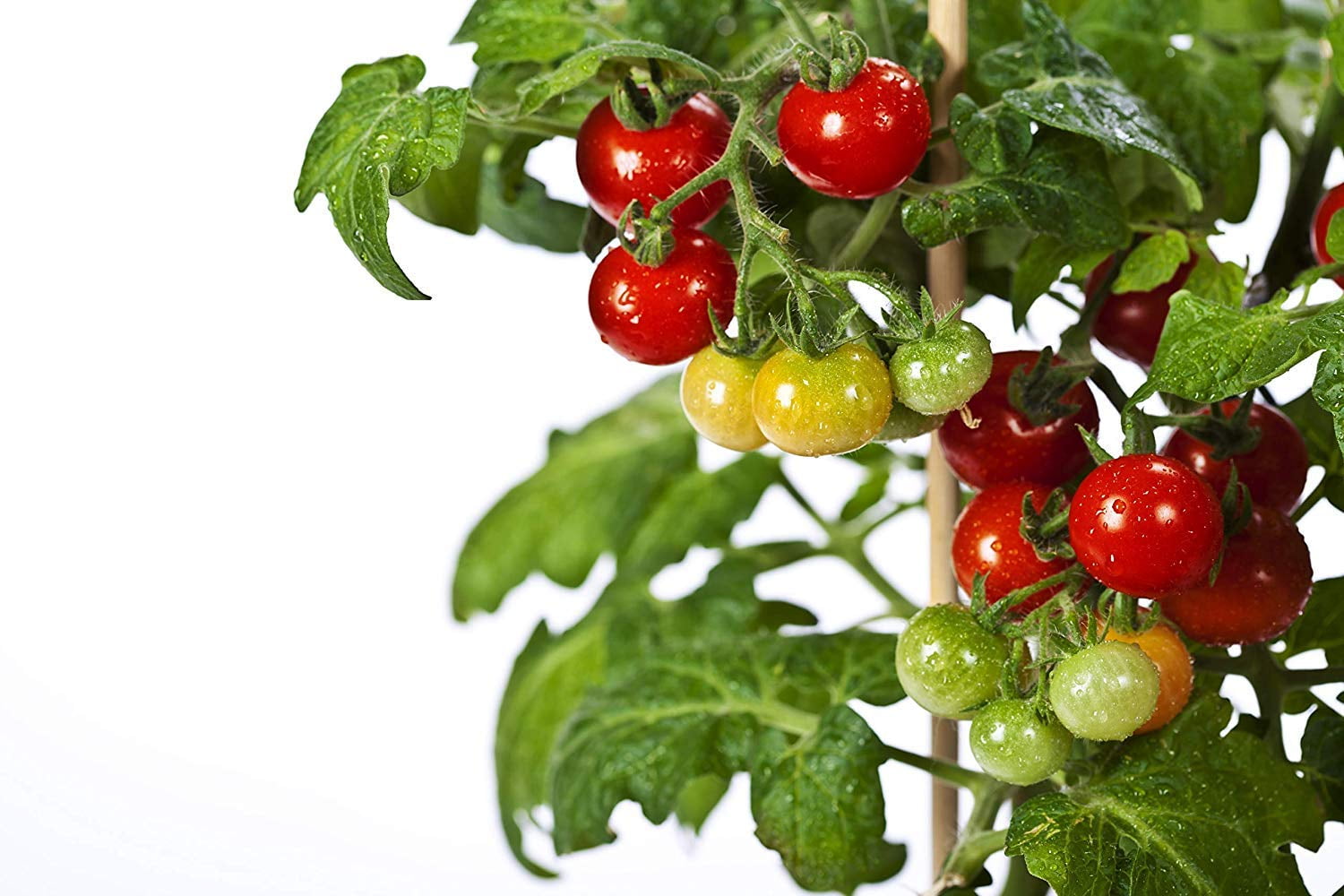 50 Tiny Tim Tomato Seeds - BSL1 Patio Tomato, Dwarf Heirloom, Cherry ...