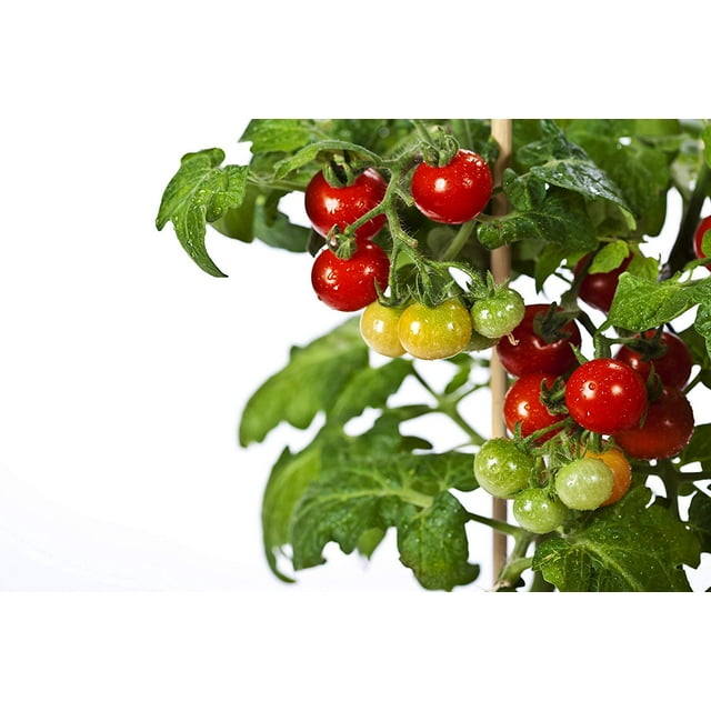 50 Tiny Tim Tomato Seeds - MVR1 Patio Tomato, Dwarf Heirloom, Cherry Tomato - by RDR Seeds ...