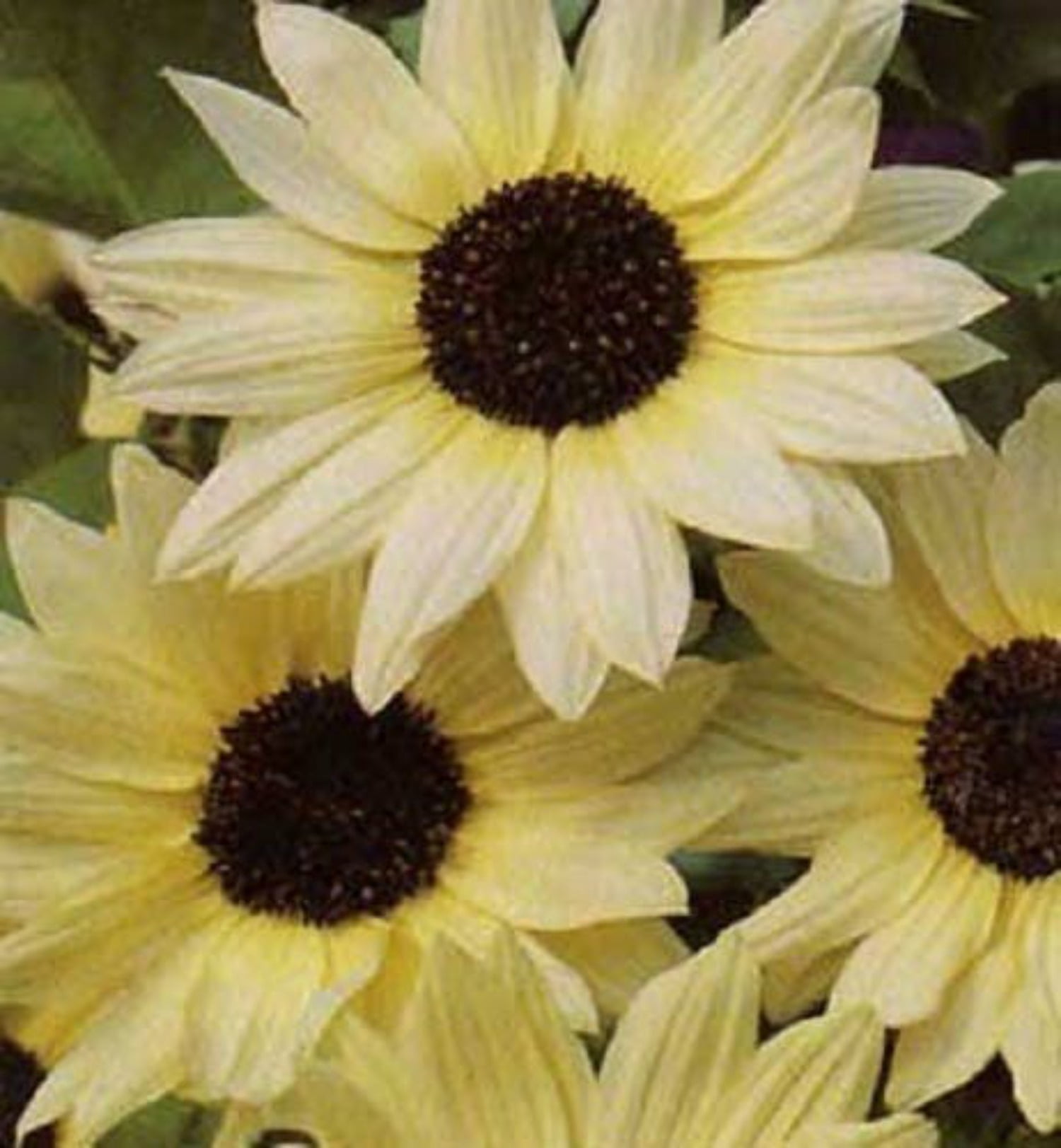 50 VANILLA ICE SUNFLOWER Two Tone Light Yellow Helianthus Annuus Flower ...