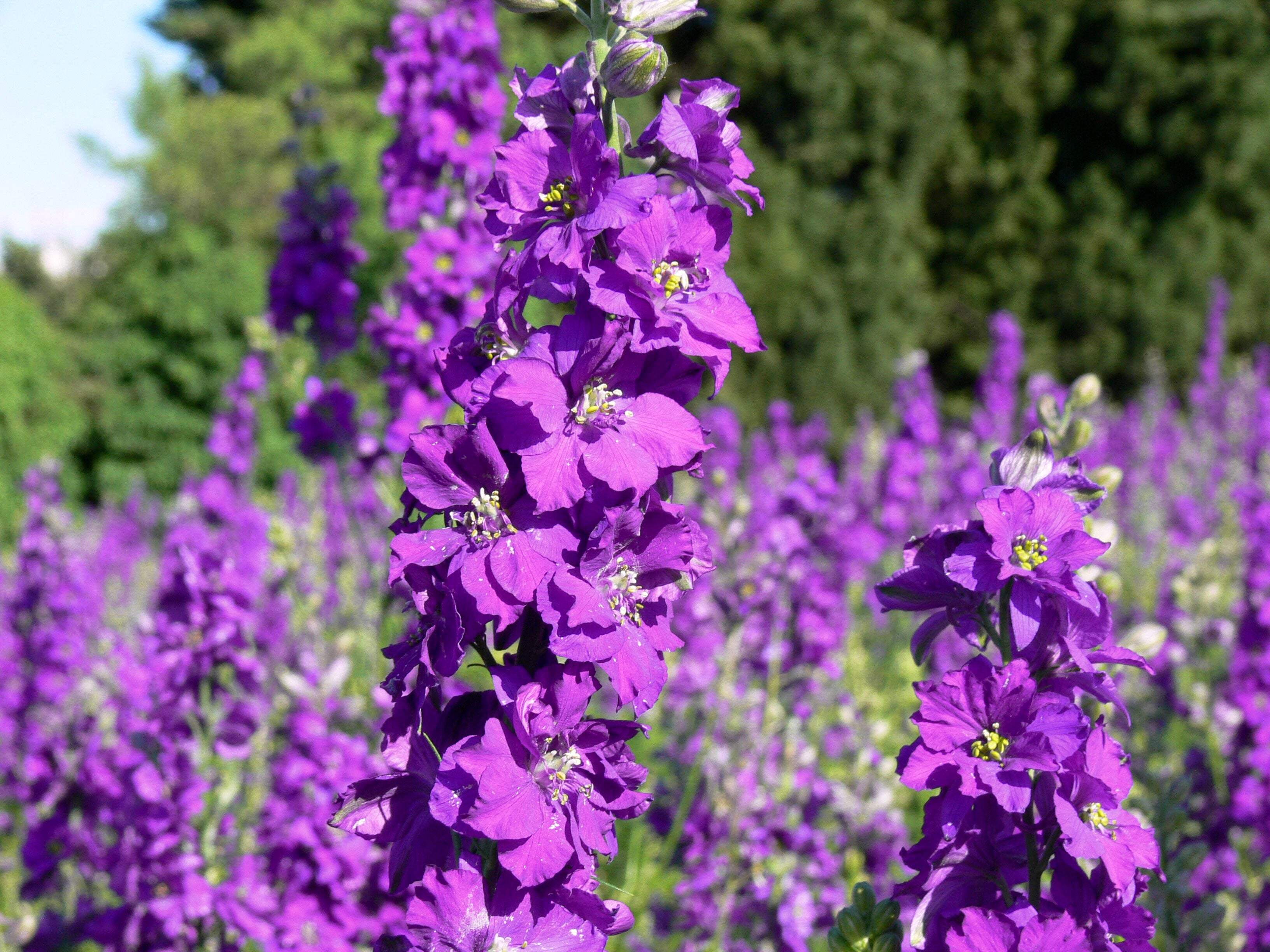50 VIOLETTA VERBASCUM Phoeniceum Purple Mullein Nectar Flower Seeds ...