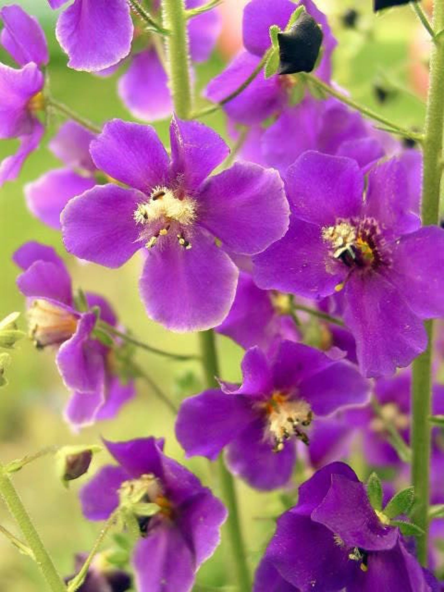 50 VIOLETTA VERBASCUM Phoeniceum Purple Mullein Nectar Flower Seeds ...