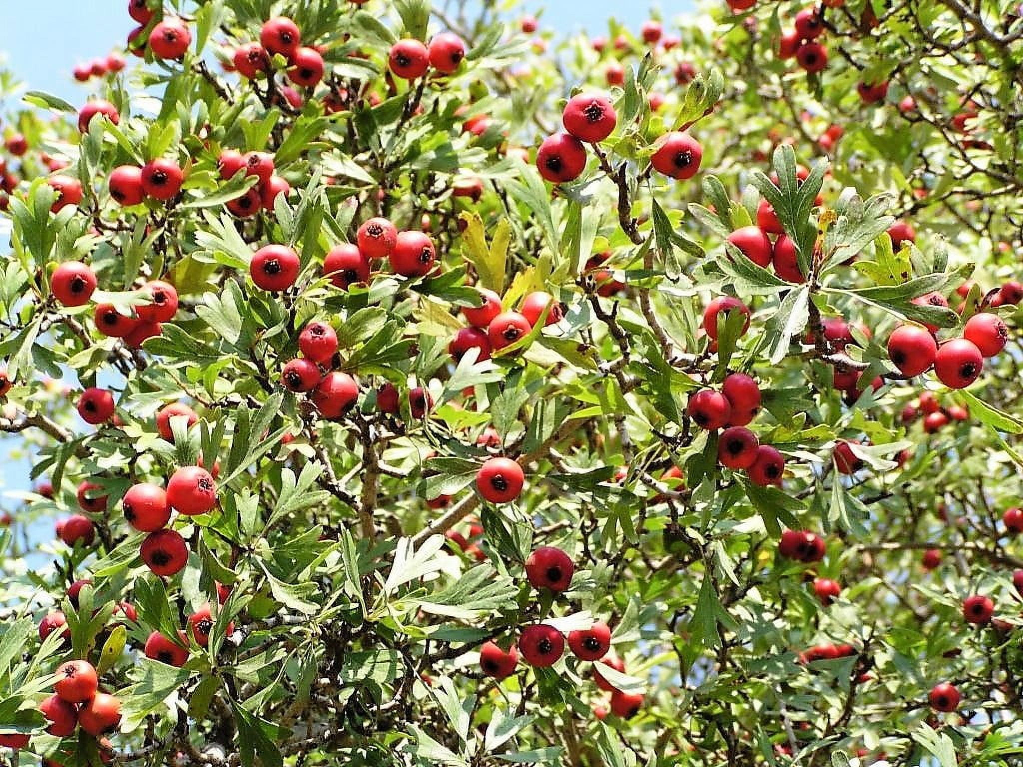 50 WASHINGTON HAWTHORN Crataegus Phaenopyrum Mayflower Shrub Tree ...