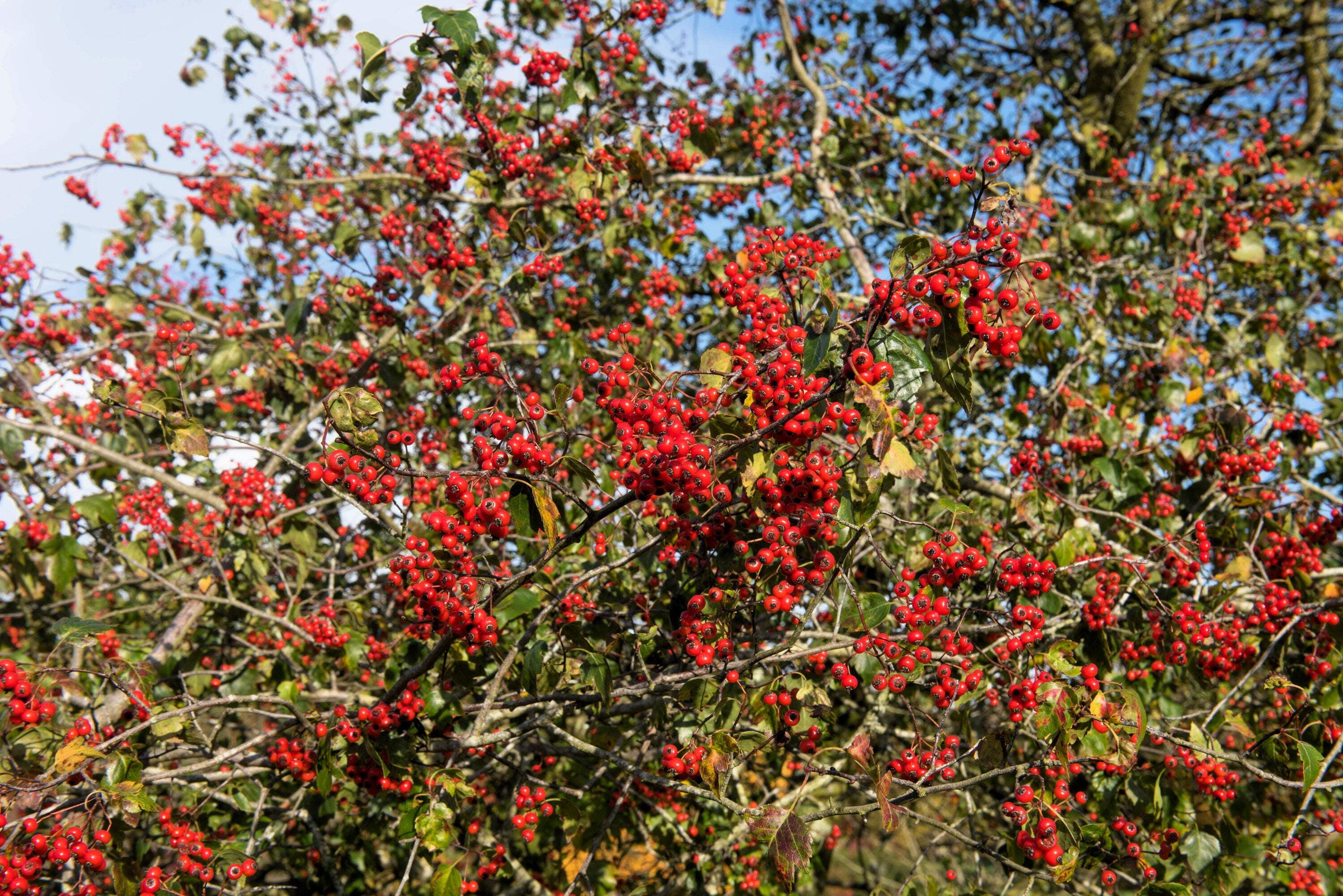 50 WASHINGTON HAWTHORN Crataegus Phaenopyrum Mayflower Shrub Tree ...