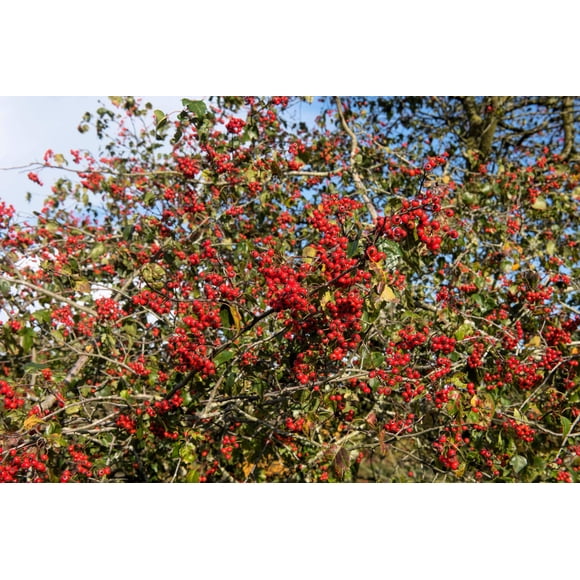 Fruit Trees in Trees - Walmart.com
