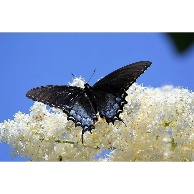 50 WHITE BUTTERFLY BUSH Buddleia Davidii Flower Seeds - Walmart.com
