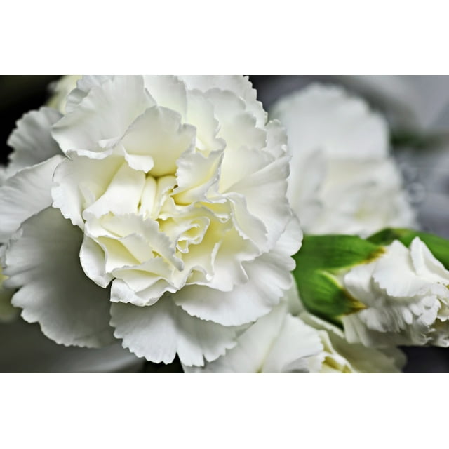 50 WHITE CARNATION Dianthus Caryophyllus Grenadin Flower Seeds ...