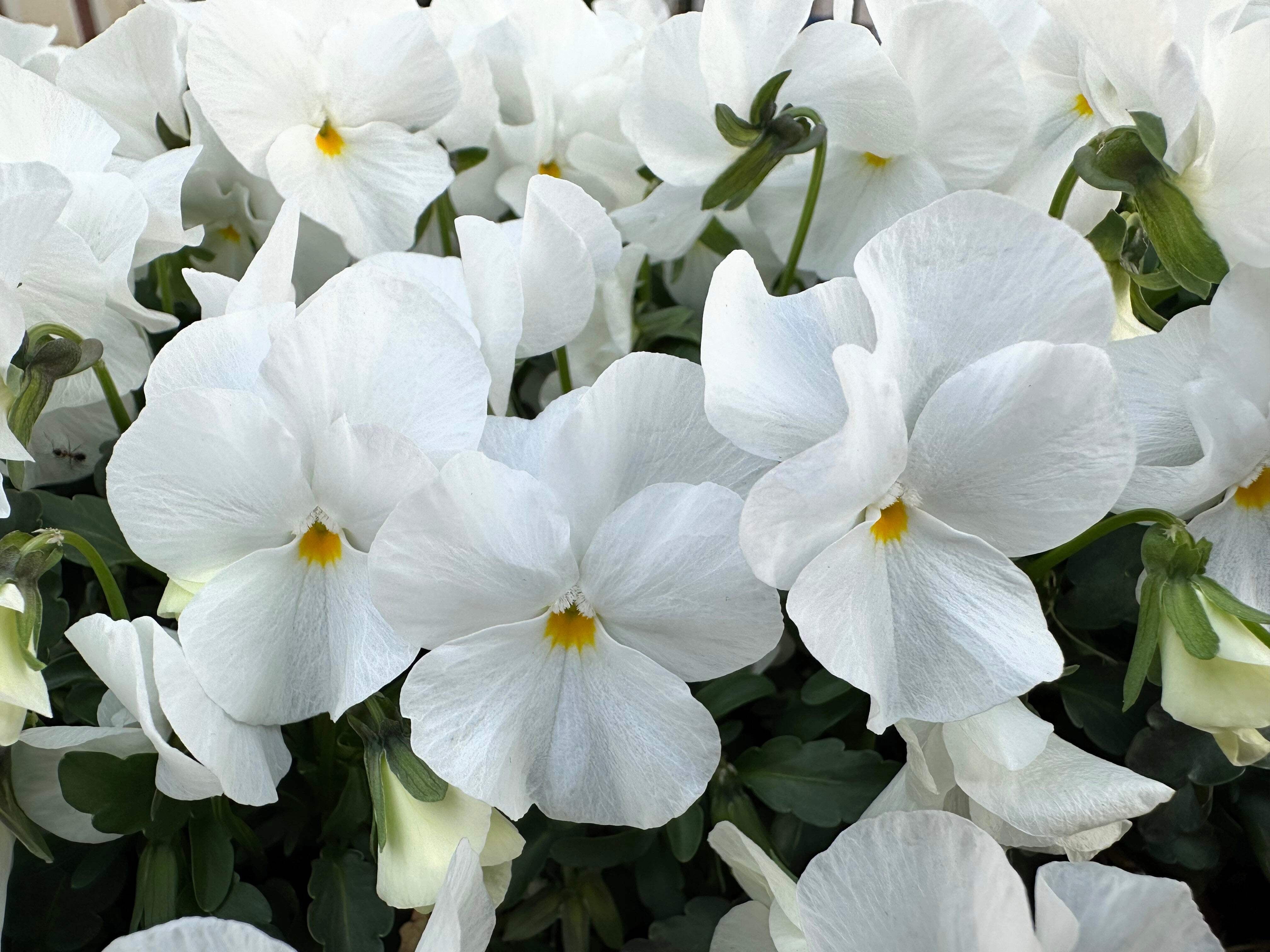 50 WHITE PANSY Clear Crystals Violet Viola Wittrockiana Flower Seeds ...