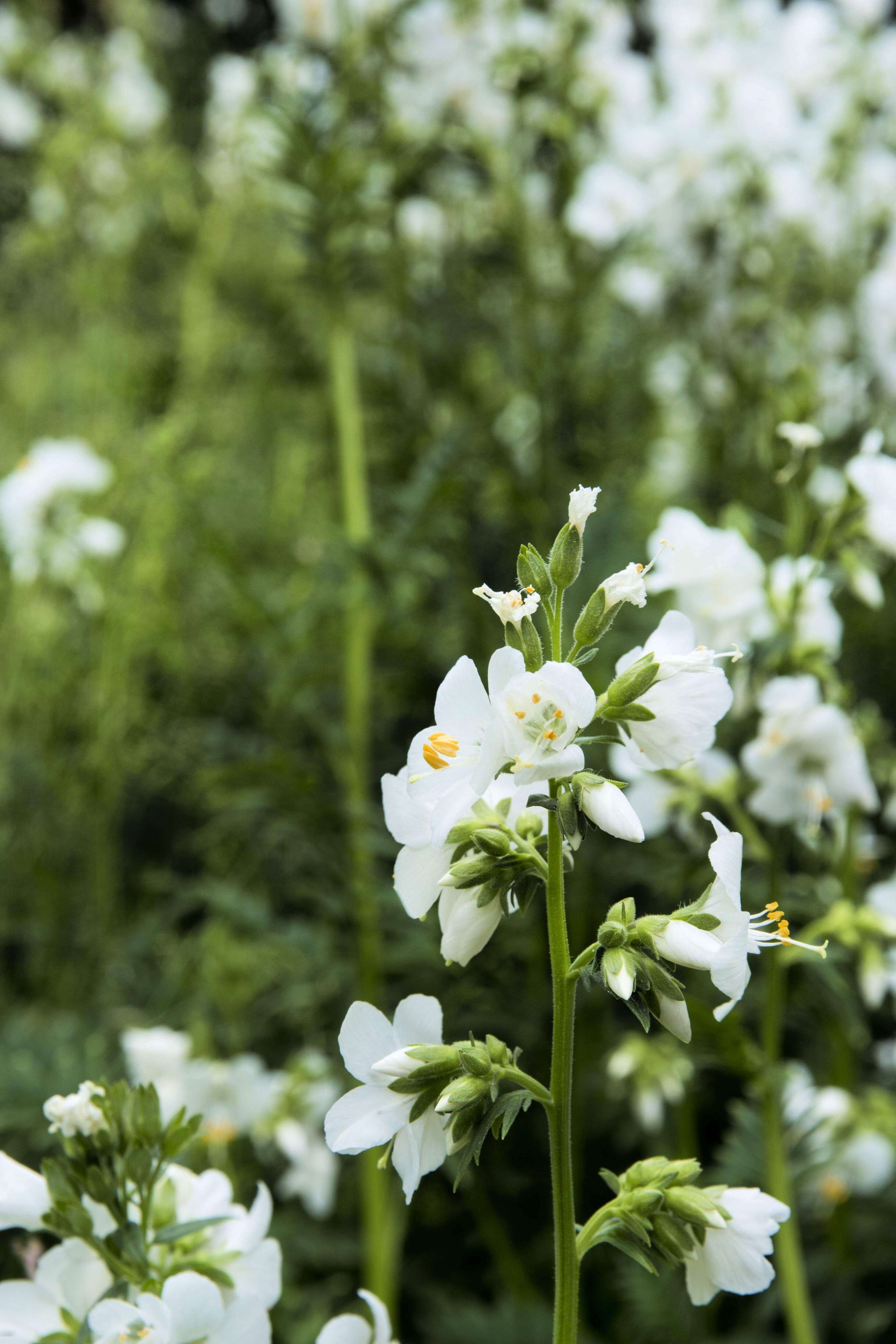 50 WHITE Polemonium Caeruleum JACOB'S LADDER Flower Seeds - Walmart.com