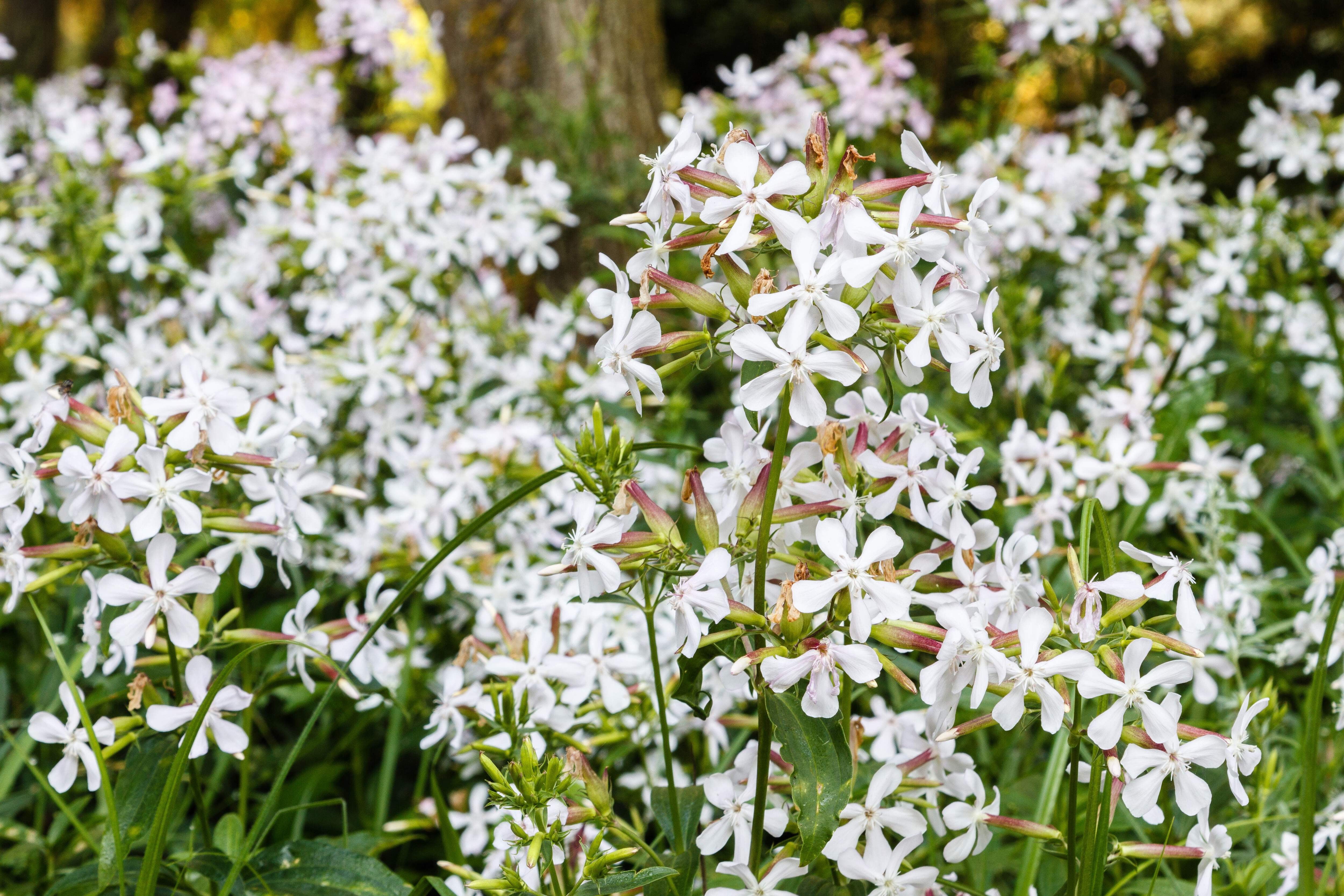 50 WHITE ROCK SOAPWORT Saponaria Vaccaria Alba Flower Seeds - Walmart.com