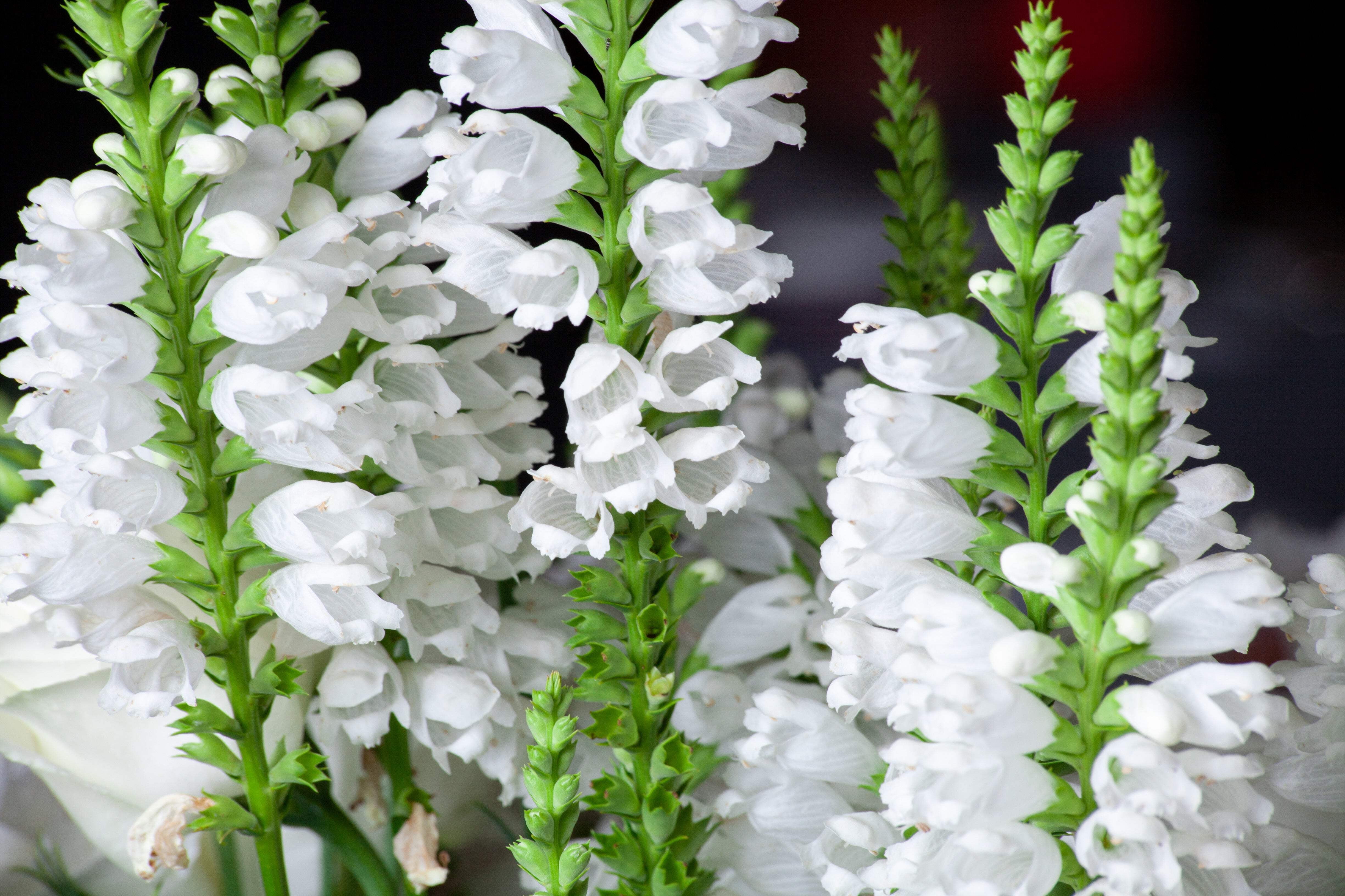 Seedville 50 White Obedient Plant Seeds, False Dragon Head Flower ...