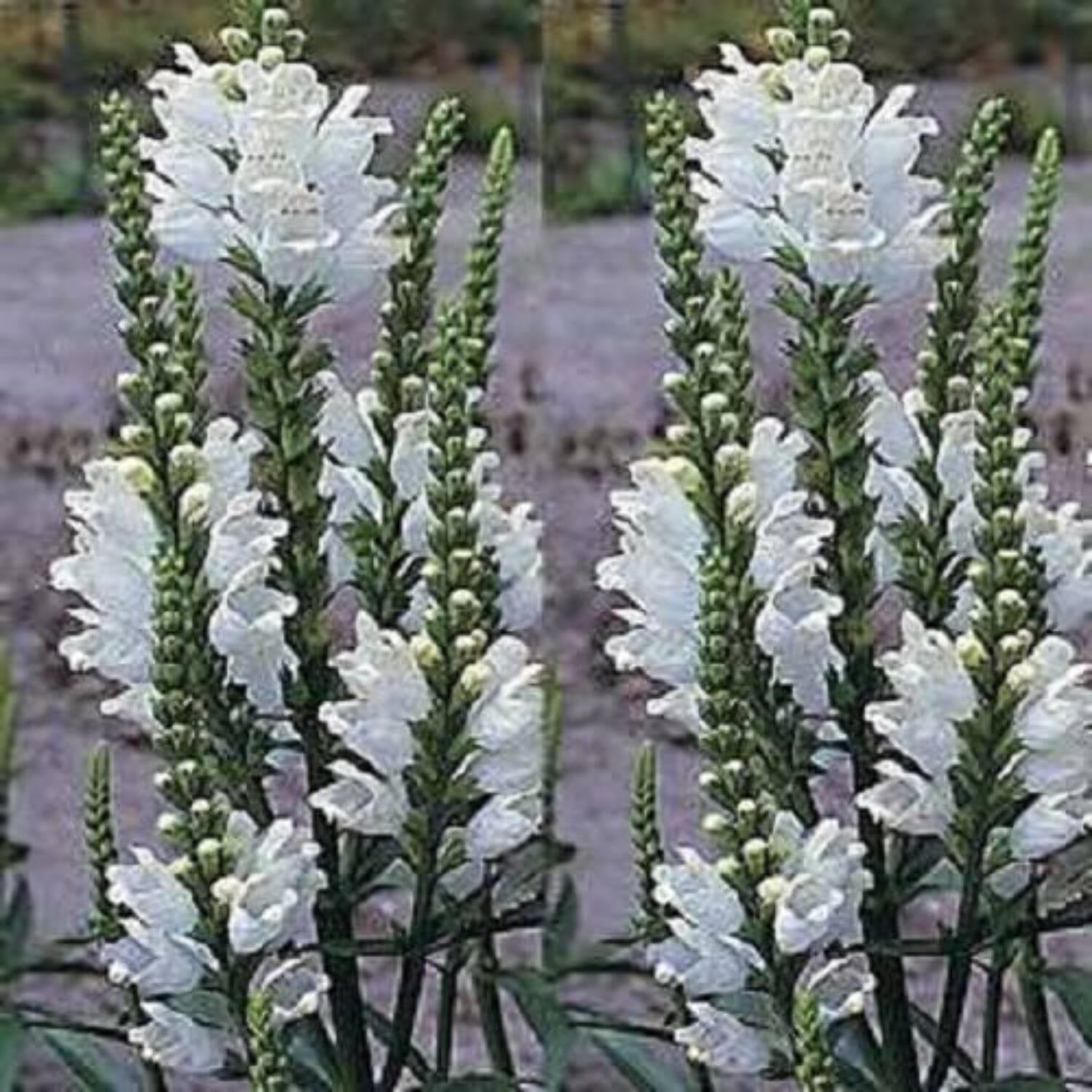 50 WHITE Showy OBEDIENT PLANT (False Dragon Head) Physostegia ...