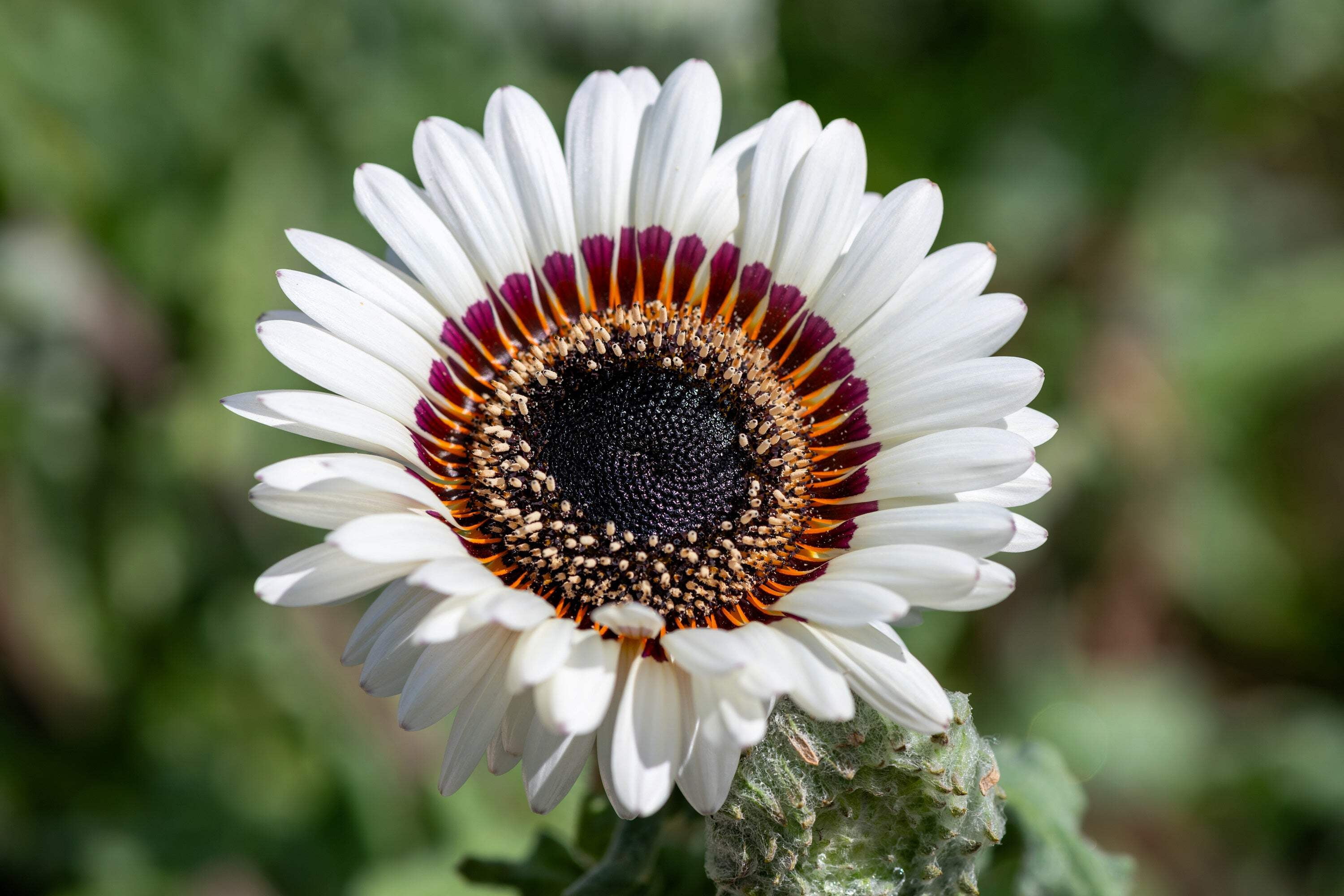 50 WHITE Zulu Prince CAPE DAISY Venidium Fastuosum Alba Flower Seeds ...