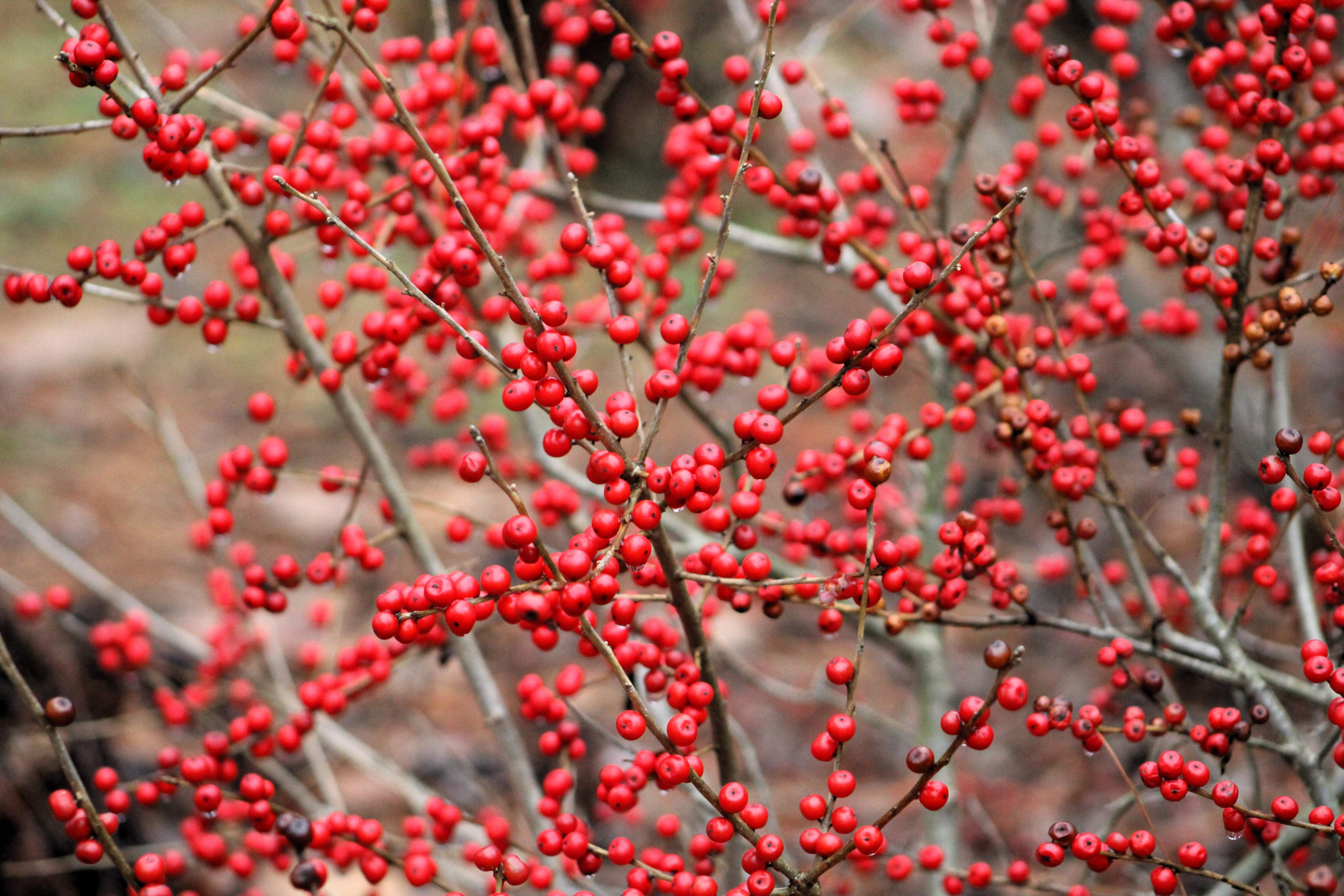 50 WINTERBERRY Holly Ilex Verticillata - Candian Holly / Fever Bush ...