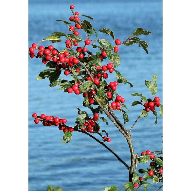 50 WINTERBERRY Holly Ilex Verticillata - Candian Holly / Fever Bush ...