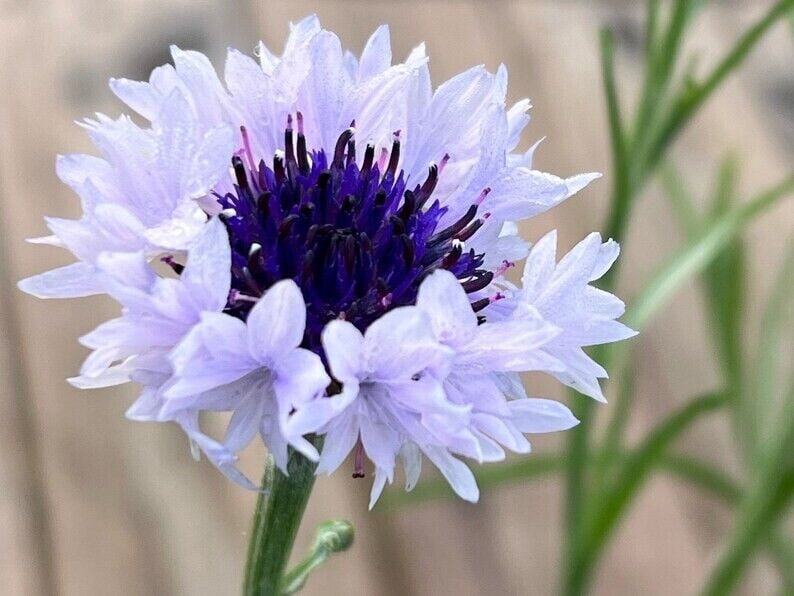 Bachelor S Button Flower