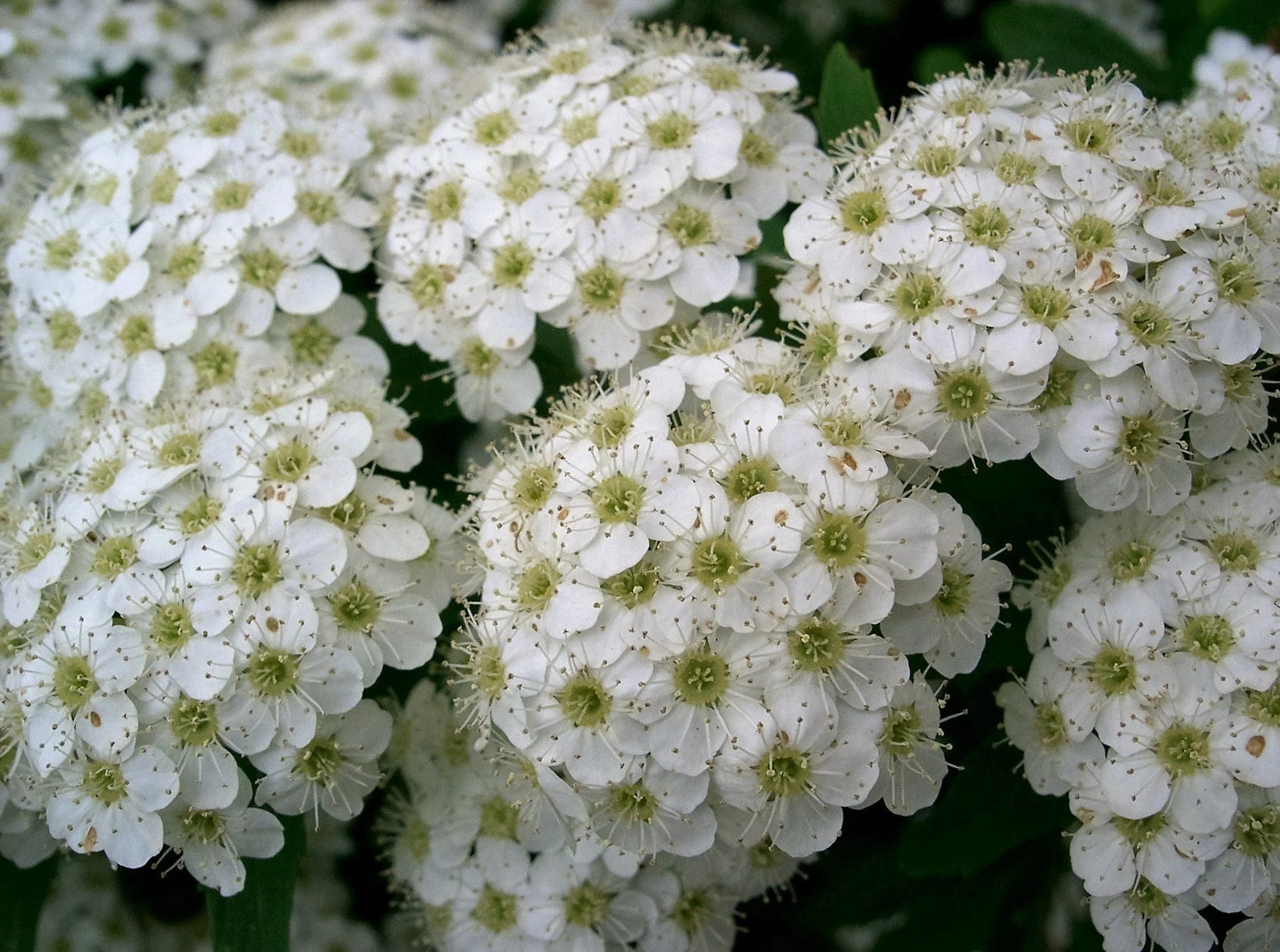 50 White CHINESE SPIREA Spiraea Chinensis Flower Bush Shrub Seeds ...
