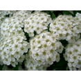 50 White CHINESE SPIREA Spiraea Chinensis Flower Bush Shrub Seeds ...