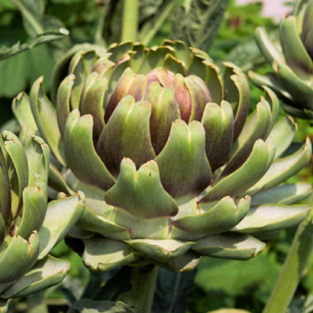50 White Cardoon Seeds | NON-GMO | Heirloom | Fresh Garden Seeds ...
