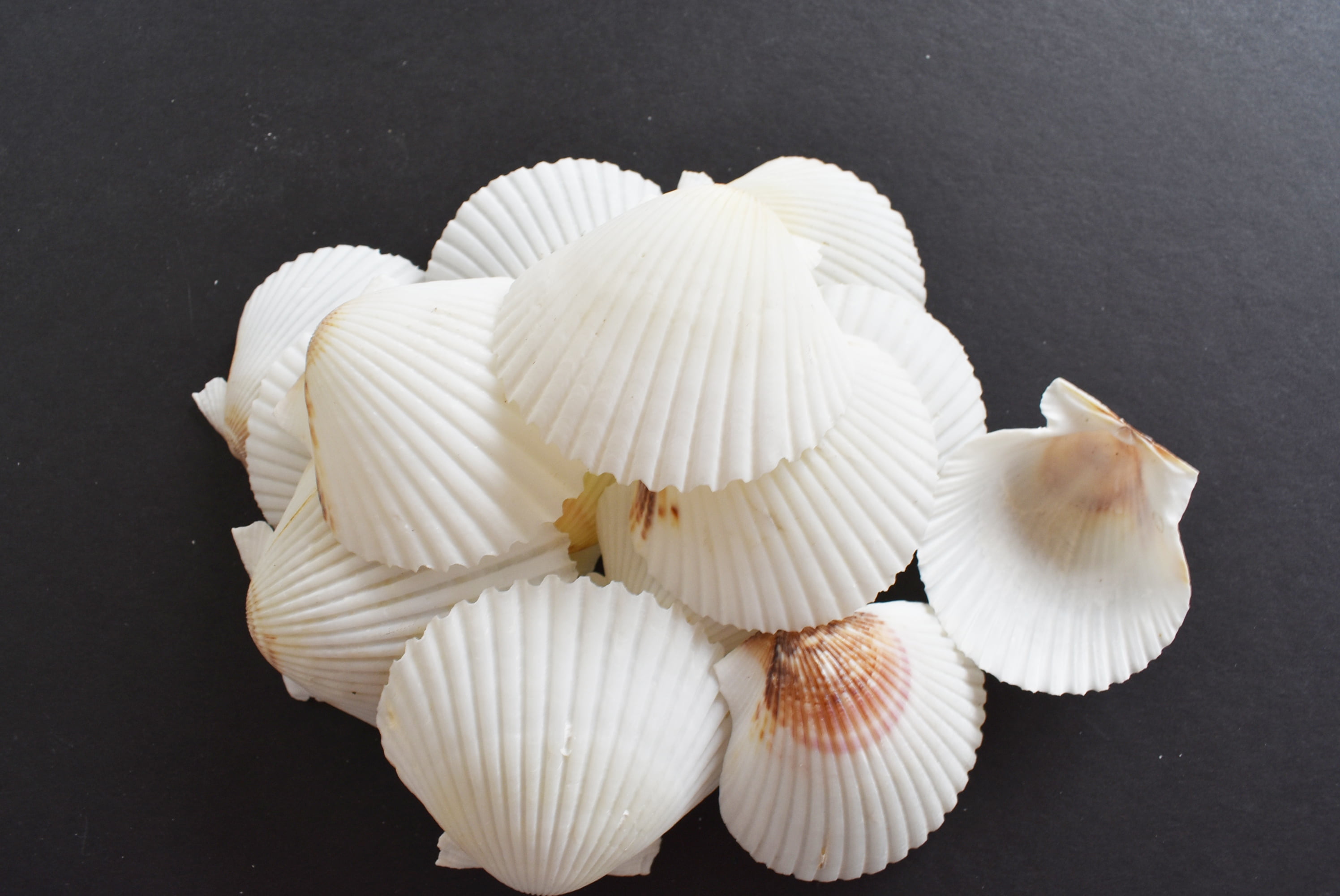 50 White Florida Scallops (about 2") Seashells for Beach Wedding Decor ...