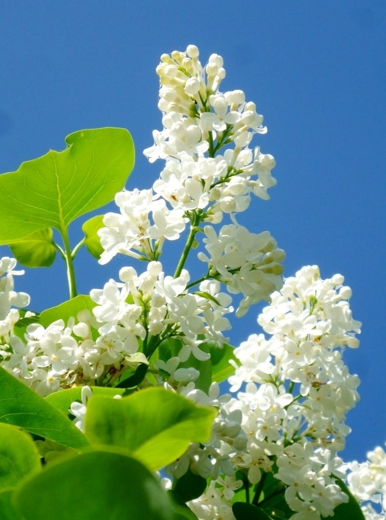50 White Lilac Seeds Extremely Fragrant Japanese Tree Lilac Shrub ...